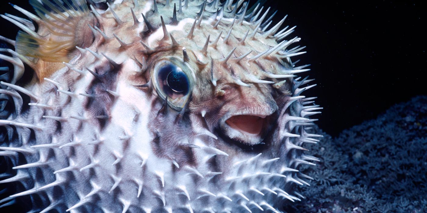 20 Real-Life Inspirations For Harry Potter You Never Knew About