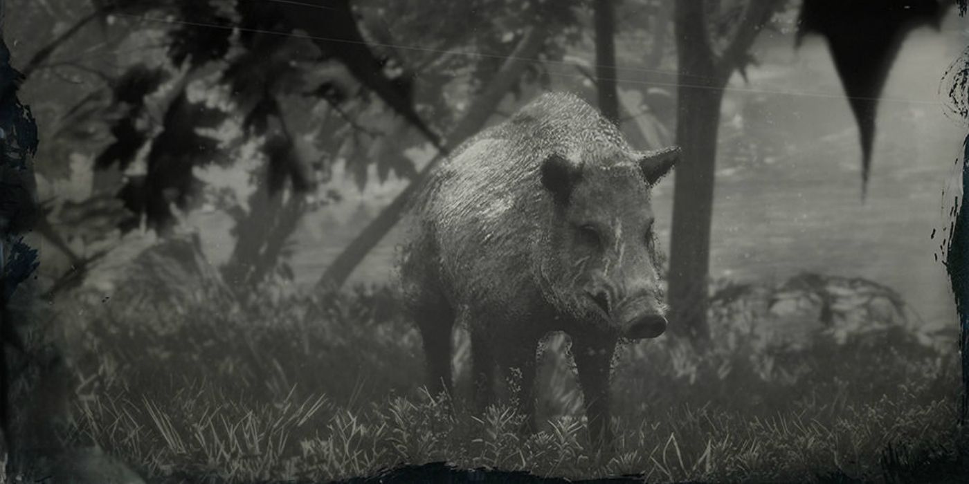 Red Dead Redemption 2 Legendary Animal Locations & Requirements