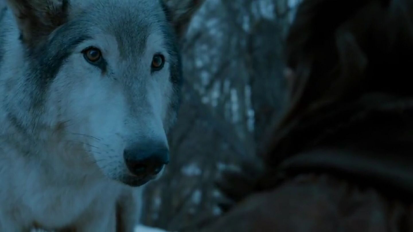 Game Of Thrones: 10 Facts About Direwolves