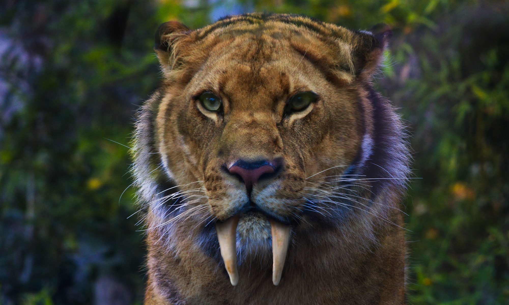 Game Of Thrones: 10 Facts About Direwolves