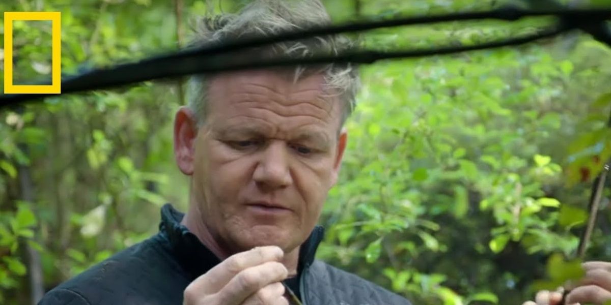 Gordon Ramsay's 10 Best TV Shows (According To IMDb)