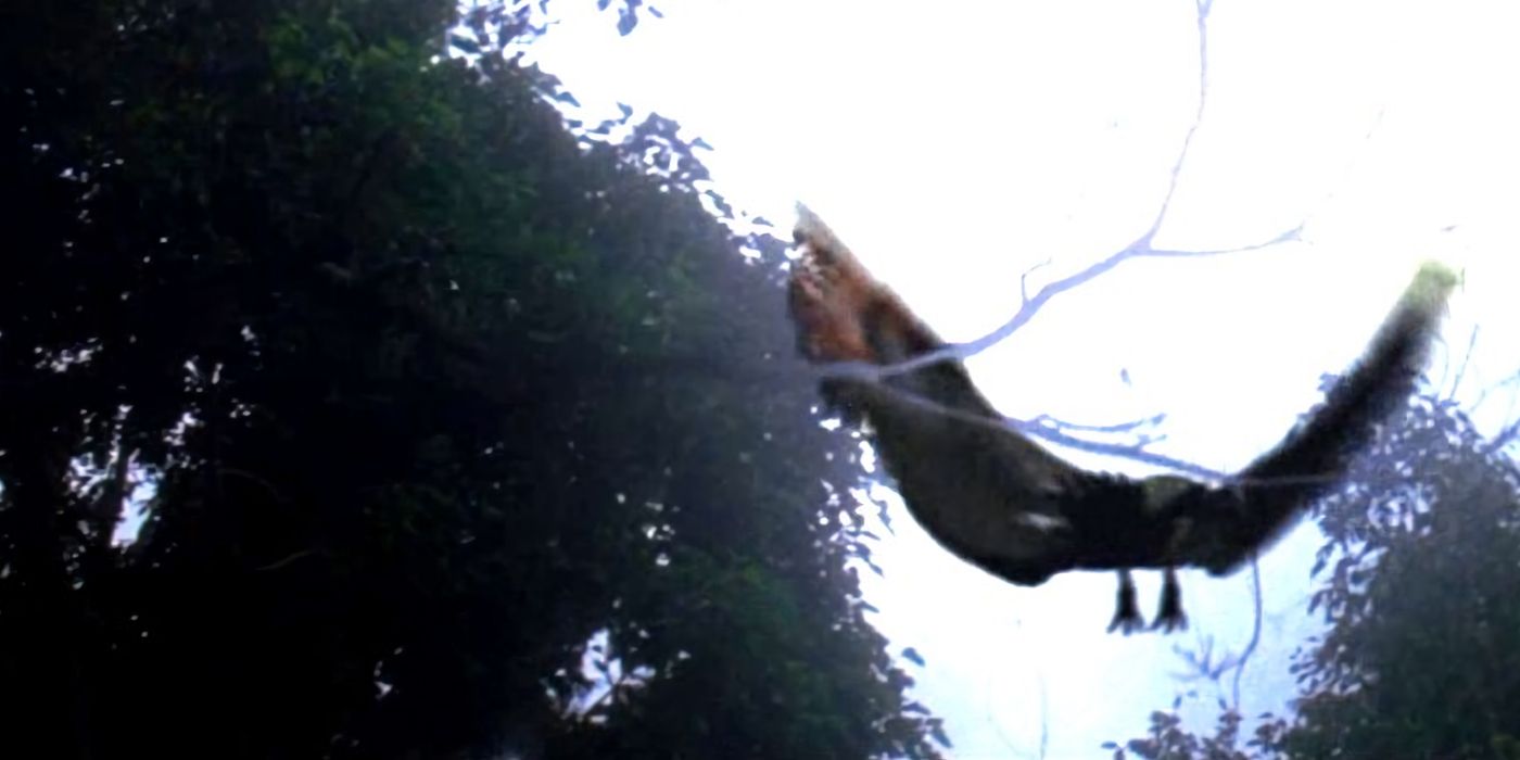 Lost: The Mysterious Hurley Bird Explained By The Epilogue