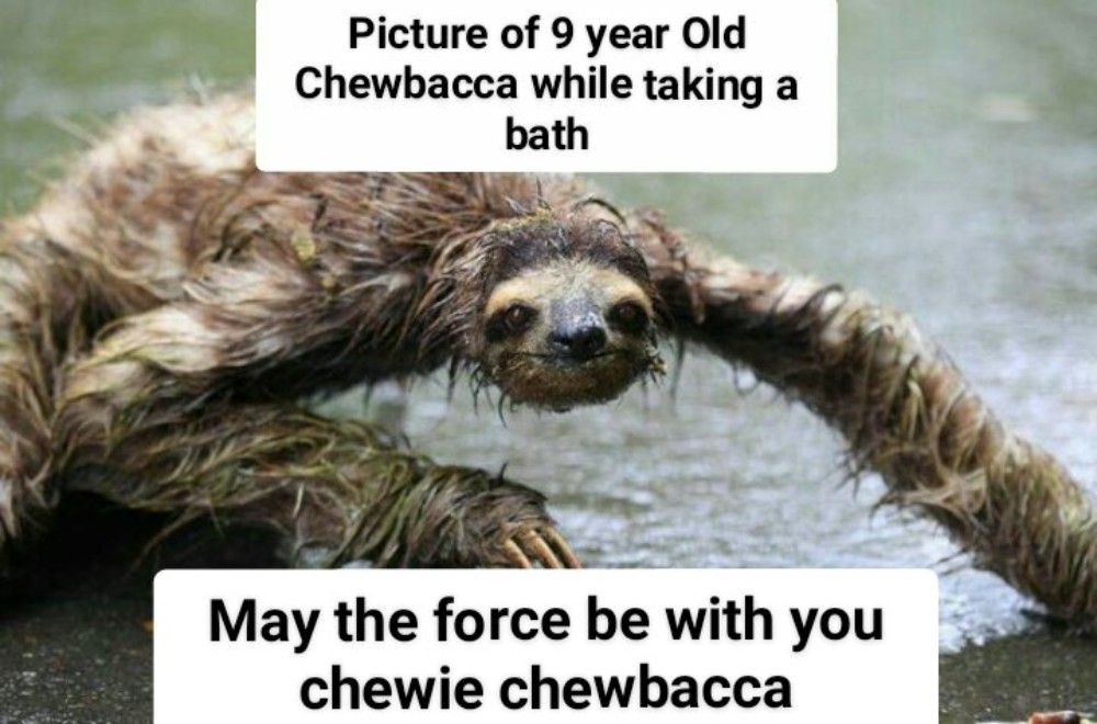 Star Wars: 10 Chewbacca Memes That Are Just Too Funny