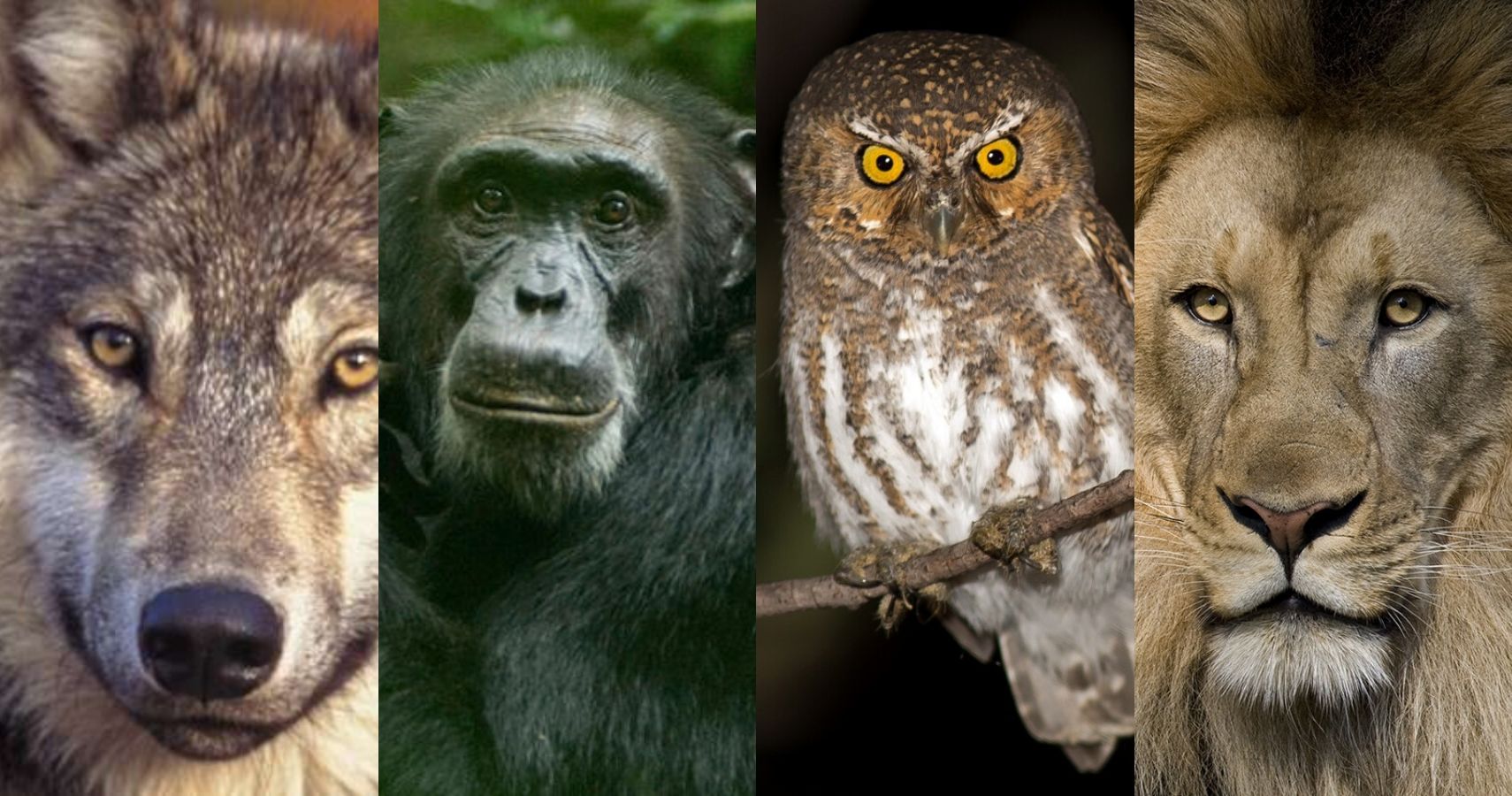 What Daemon From His Dark Materials You Would Get According To Your MBTI