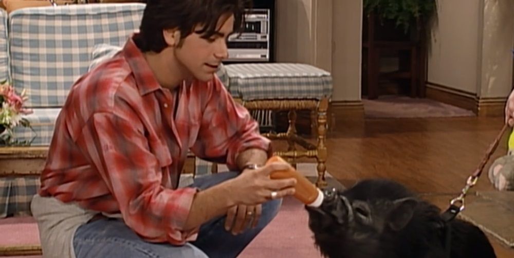 10 Animals Featured on Full House