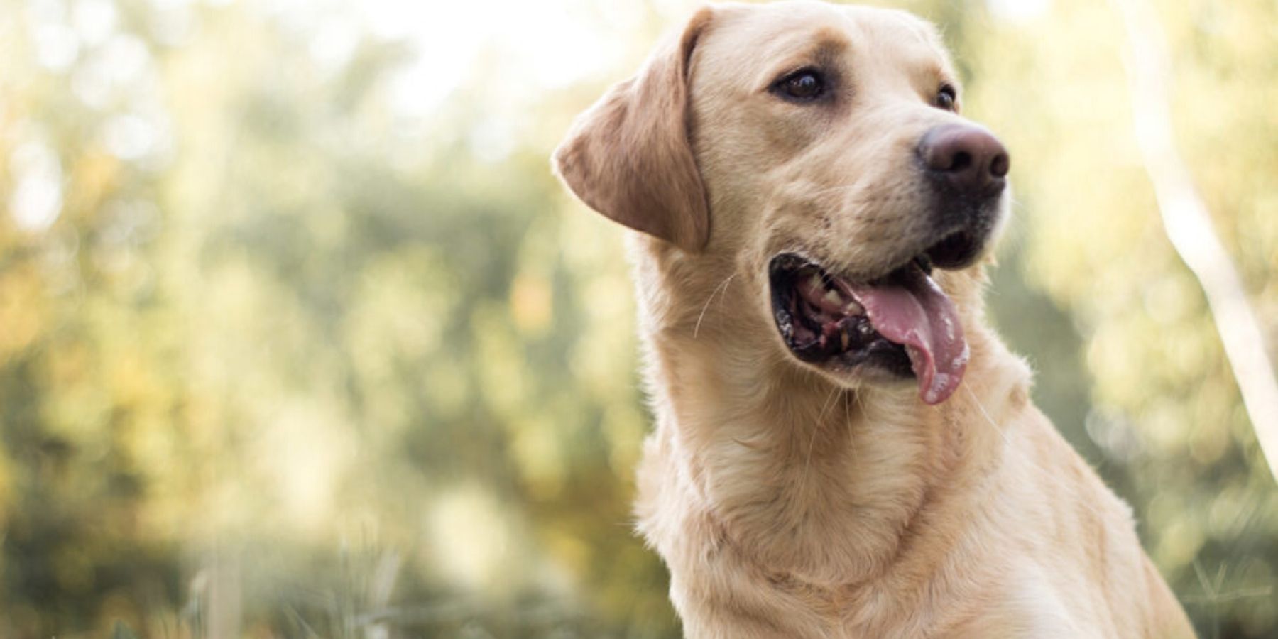 What Daemon From His Dark Materials You Would Get According To Your MBTI