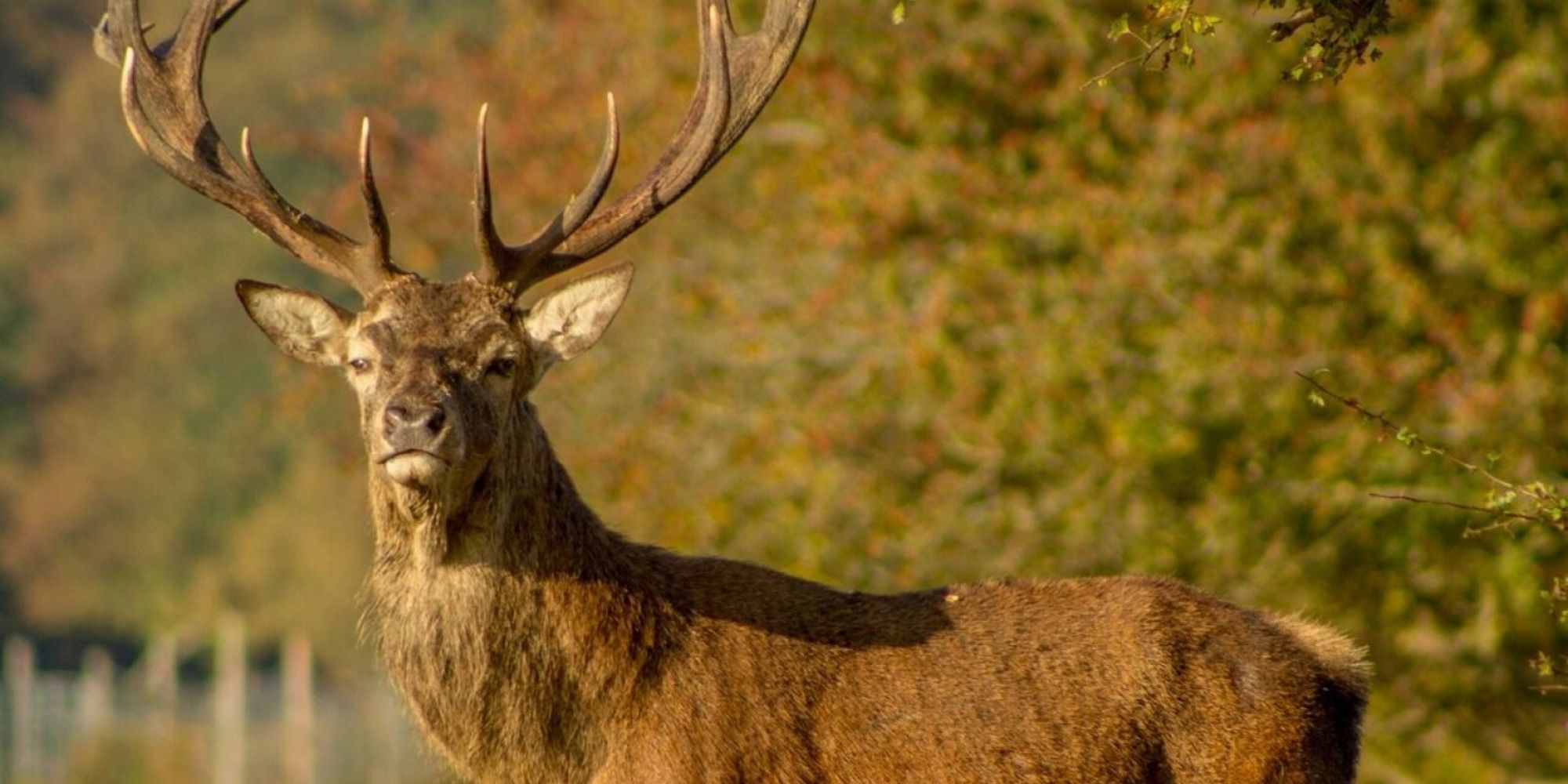 What Daemon From His Dark Materials You Would Get According To Your MBTI