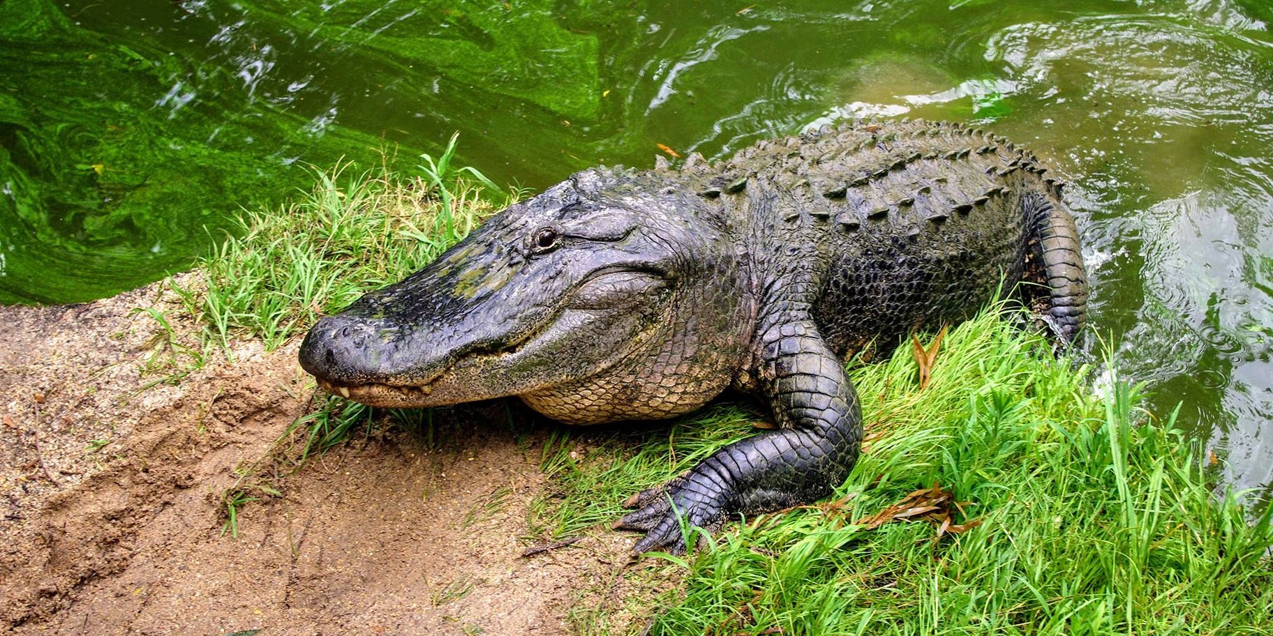 The Outsider: 10 Little-Known Facts About The Legend Of "El Cuco"