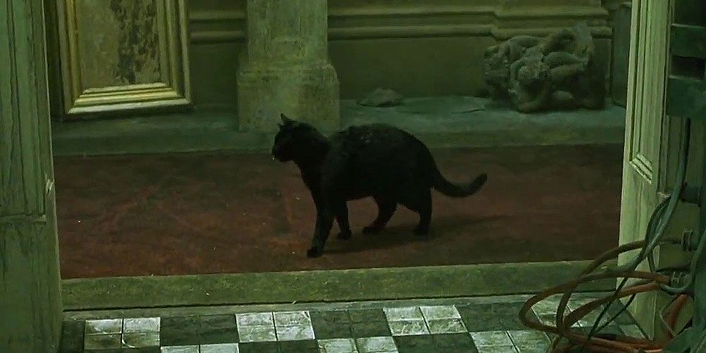 10 Coolest Cats In Live-Action Movies