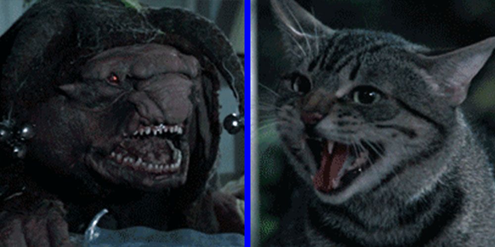 10 Coolest Cats In Live-Action Movies