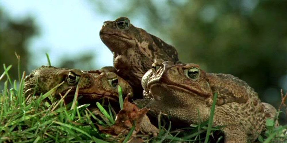 7 Of The Scariest Horror Movie Monsters (& 8 That Were Just Silly)