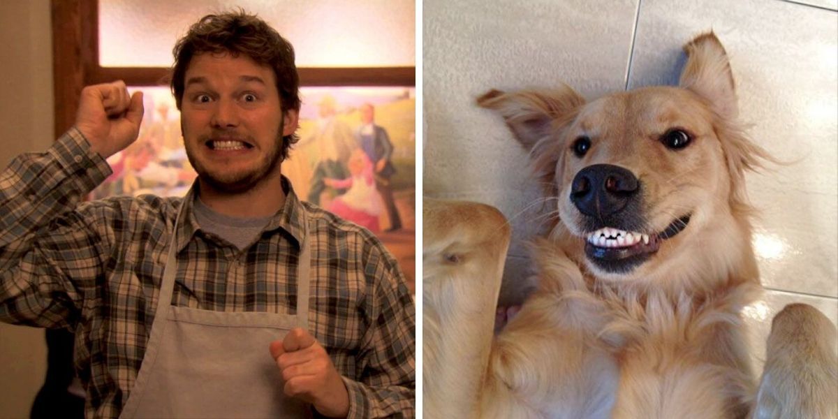 Parks & Recreation: The Entire Office’s Spirt Dogs