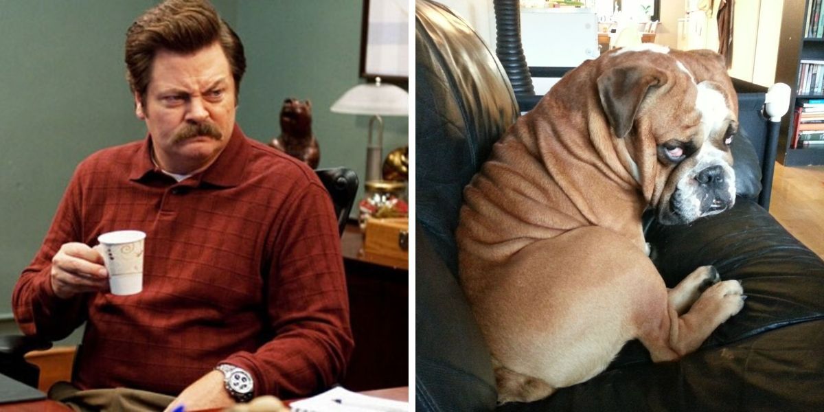 Parks & Recreation: The Entire Office’s Spirt Dogs