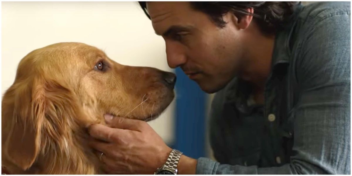 The Art Of Racing In The Rain: 10 Awesome Facts About The Making Of The ...