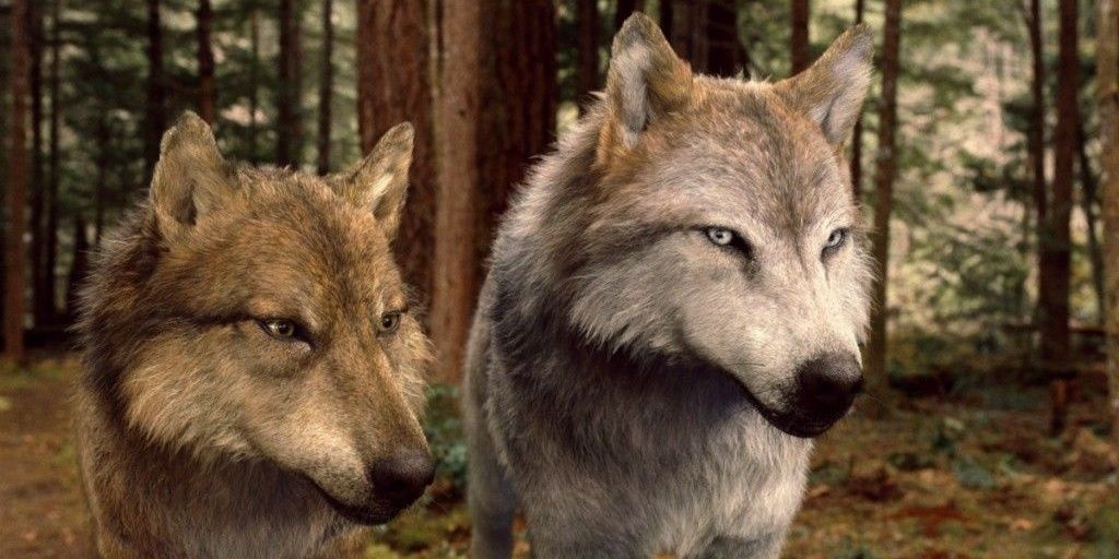 Twilight: 5 Reasons Jacob Should Have Imprinted on Leah (& 5 Reasons ...