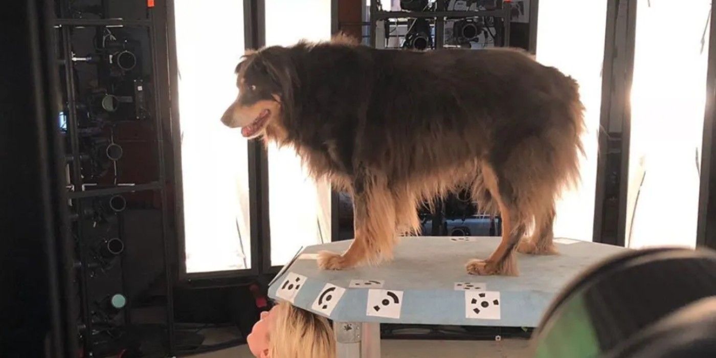 The Call Of The Wild: 10 Things You Didn't Know About Buck The Dog