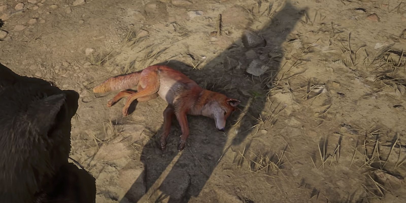 Where to Find The Legendary Red Streak Coyote Location in Red Dead Online
