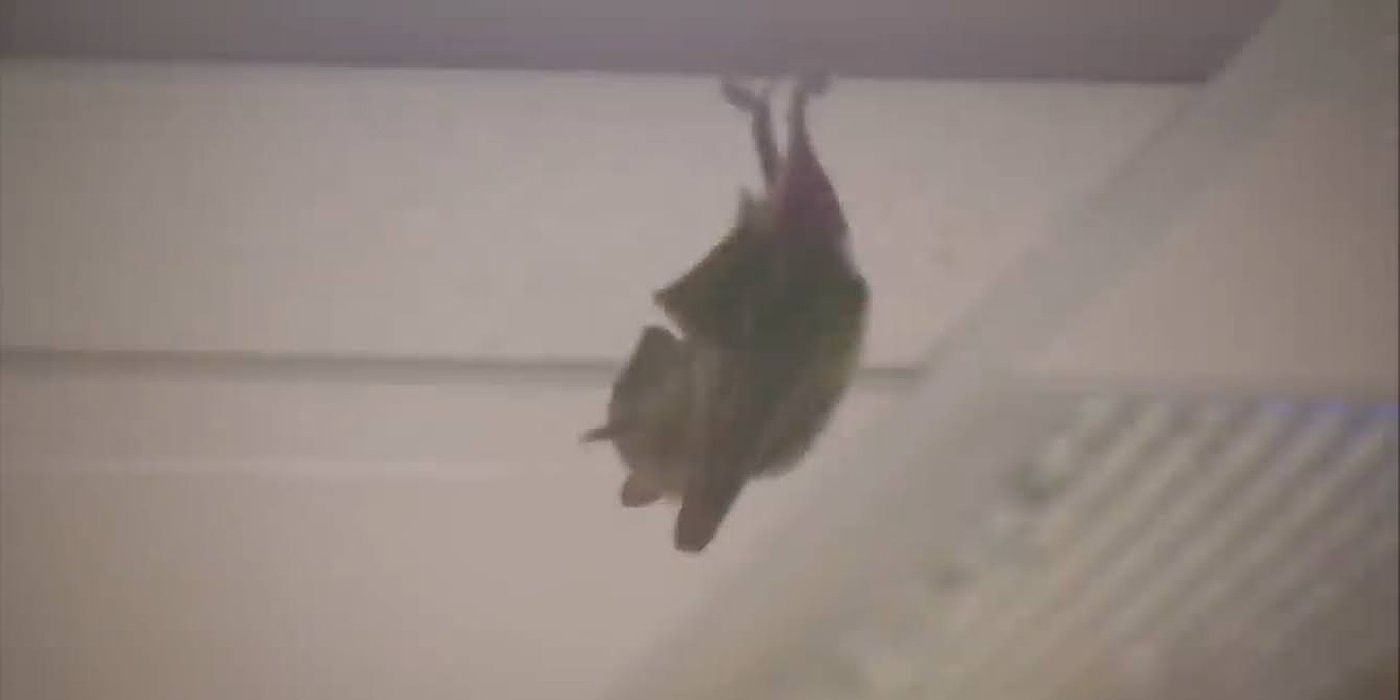 The Office Used A Live Bat For Famous Season 3 Episode