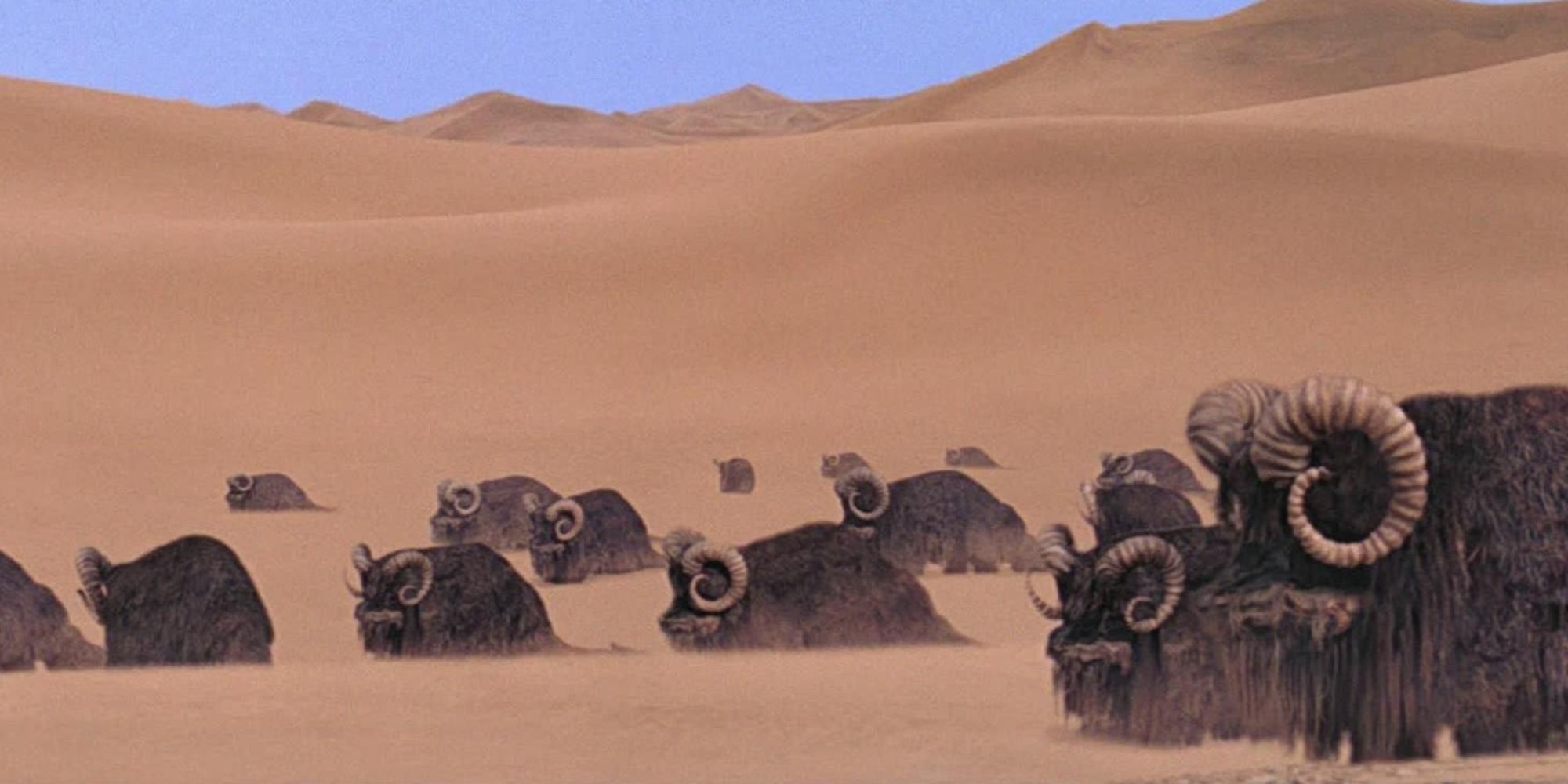 Tusken Raider Culture Explained: Religion, Dogs, Families, Dragons, Banthas