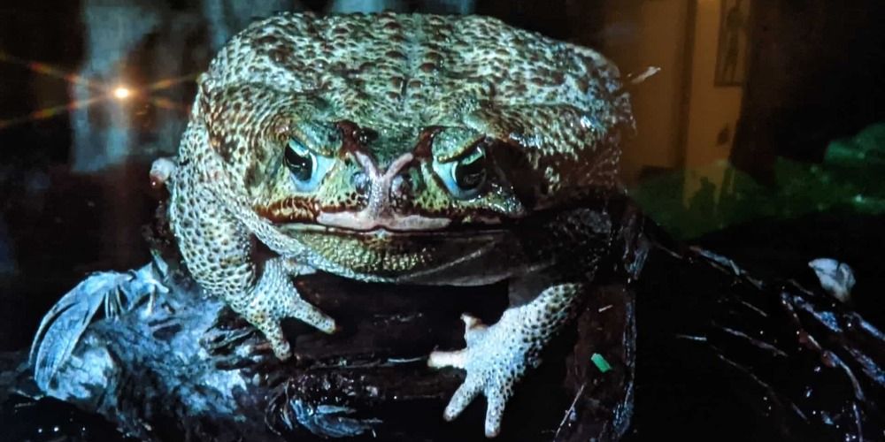 10 So-Bad-They're-Good Killer Reptile & Amphibian Horror Movies