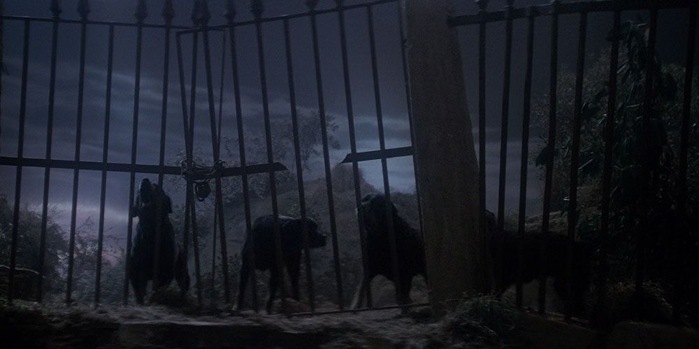 The 10 Scariest Dogs In Horror Movie History