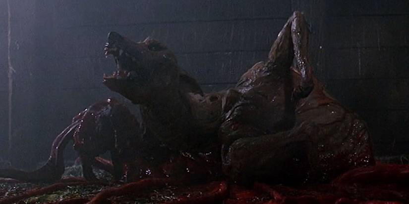 The 10 Scariest Dogs In Horror Movie History