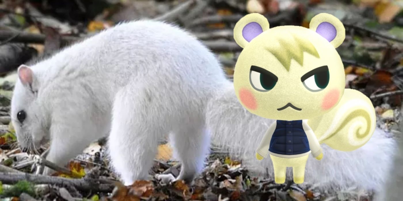 Animal Crossing's Best Villagers: What They Look Like In Real Life