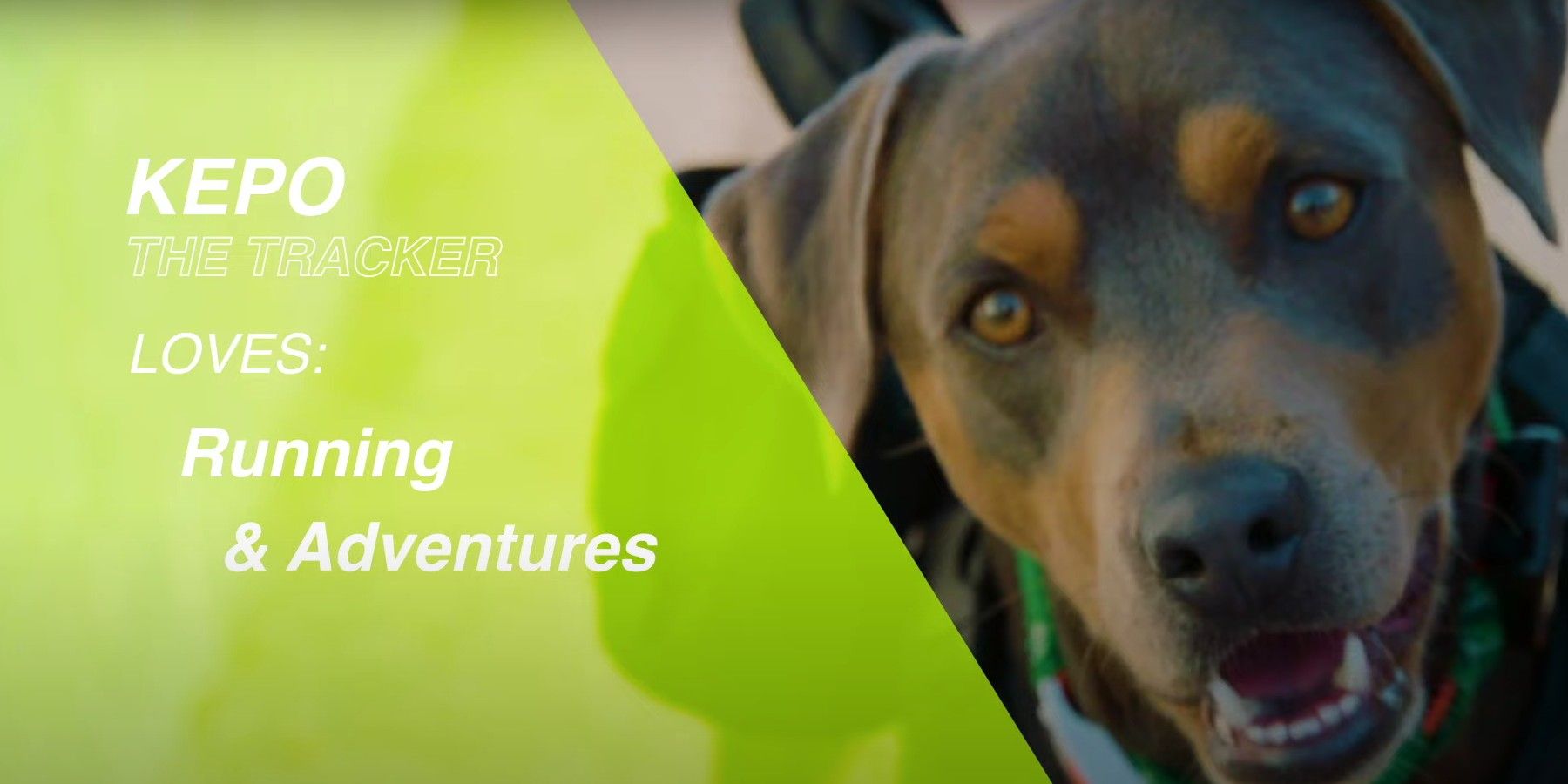 The Pack: Chisum’s Dog Kepo’s Breed, Tricks, Age, Personality & Weight