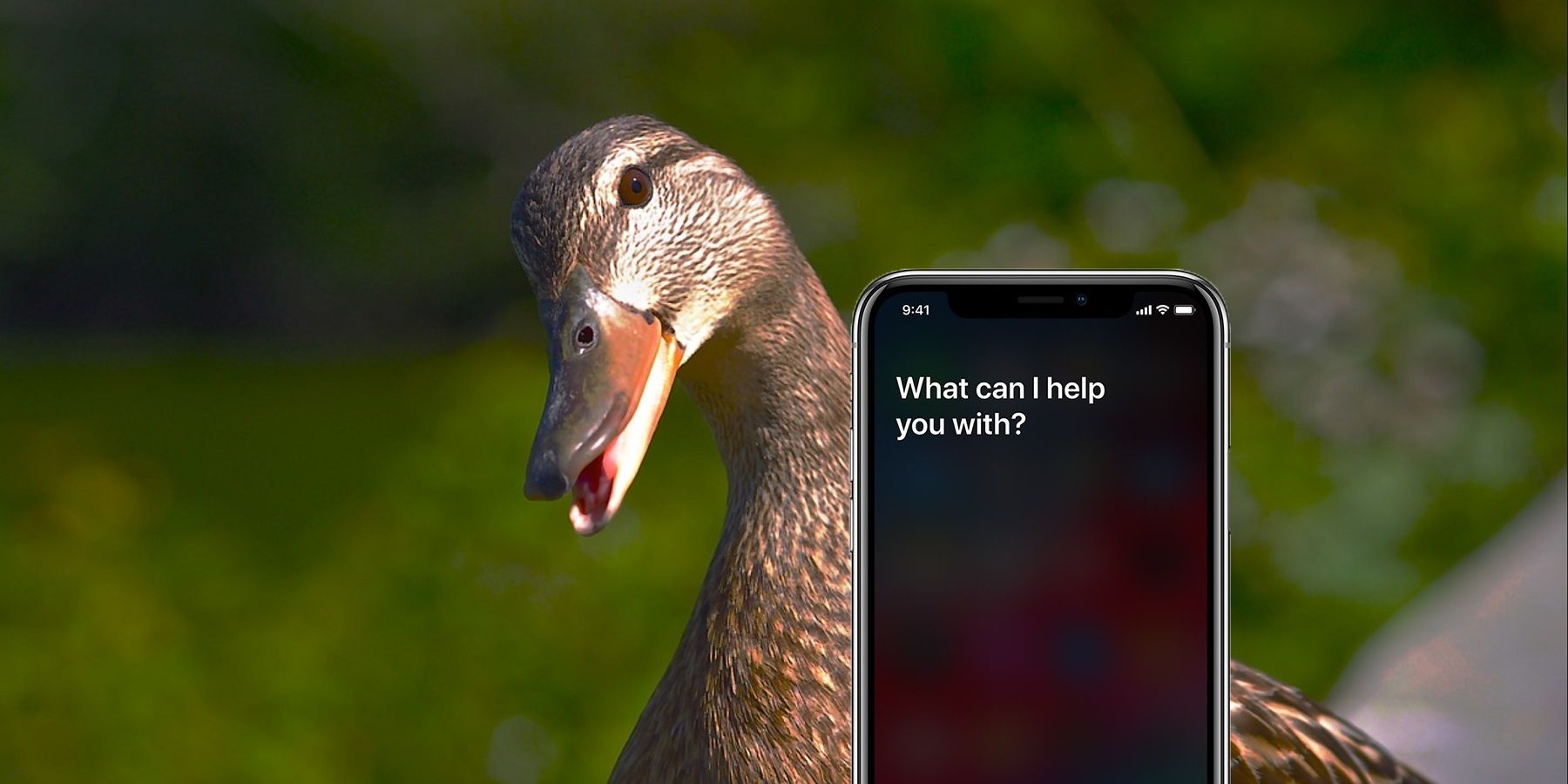 Siri Animal