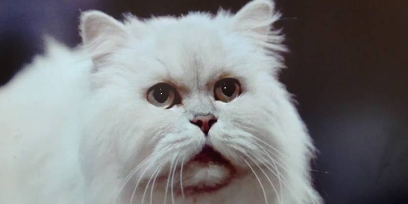 10 Movie Cats That Prove Why They Are Superior To Dogs