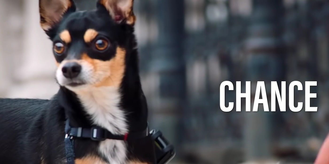 The Pack: Linh’s Dog Chance’s Breed, Tricks, Age, Personality & Weight