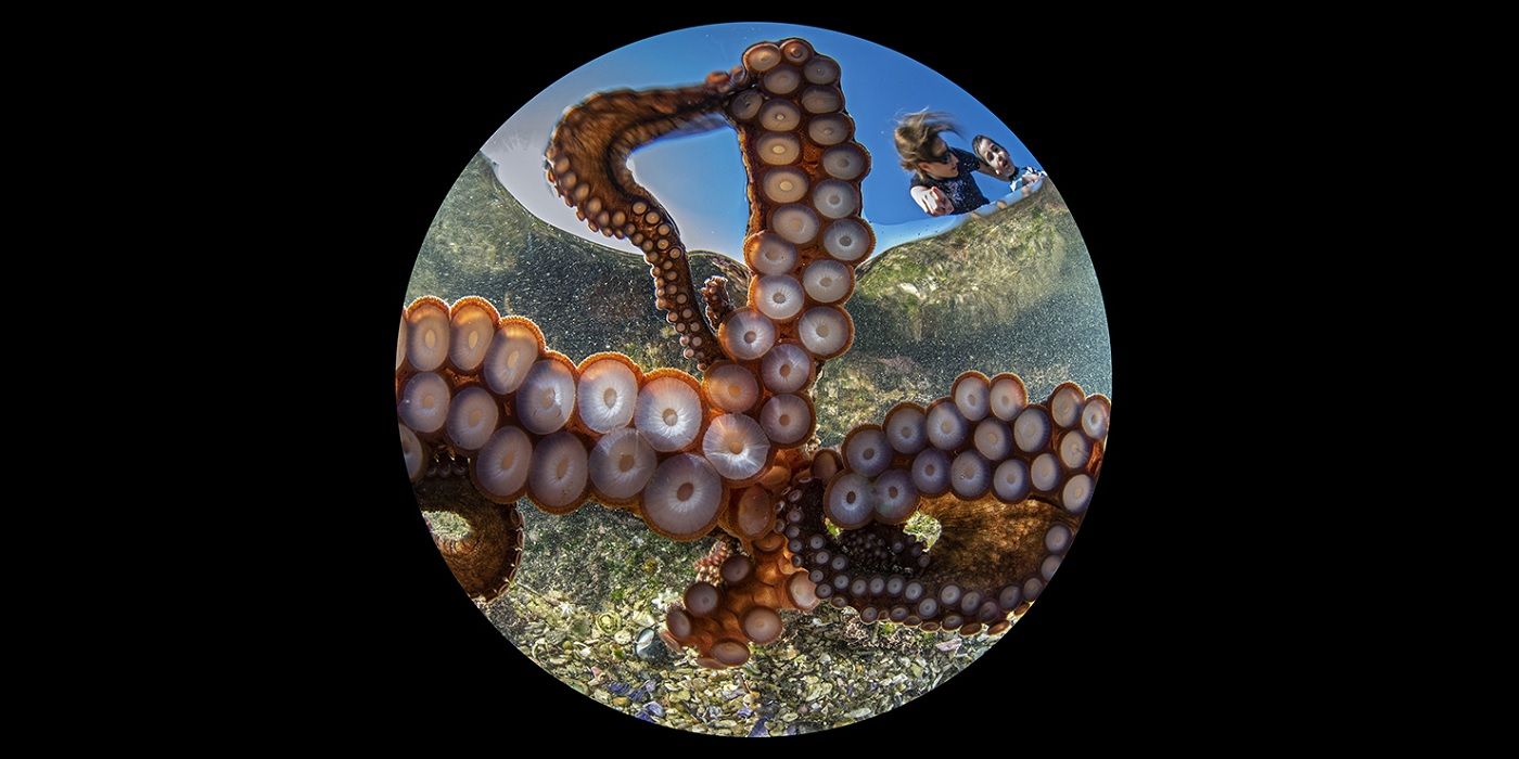Octopus Selfie Takes 1st Place In Wide-Angle Underwater Photo Contest