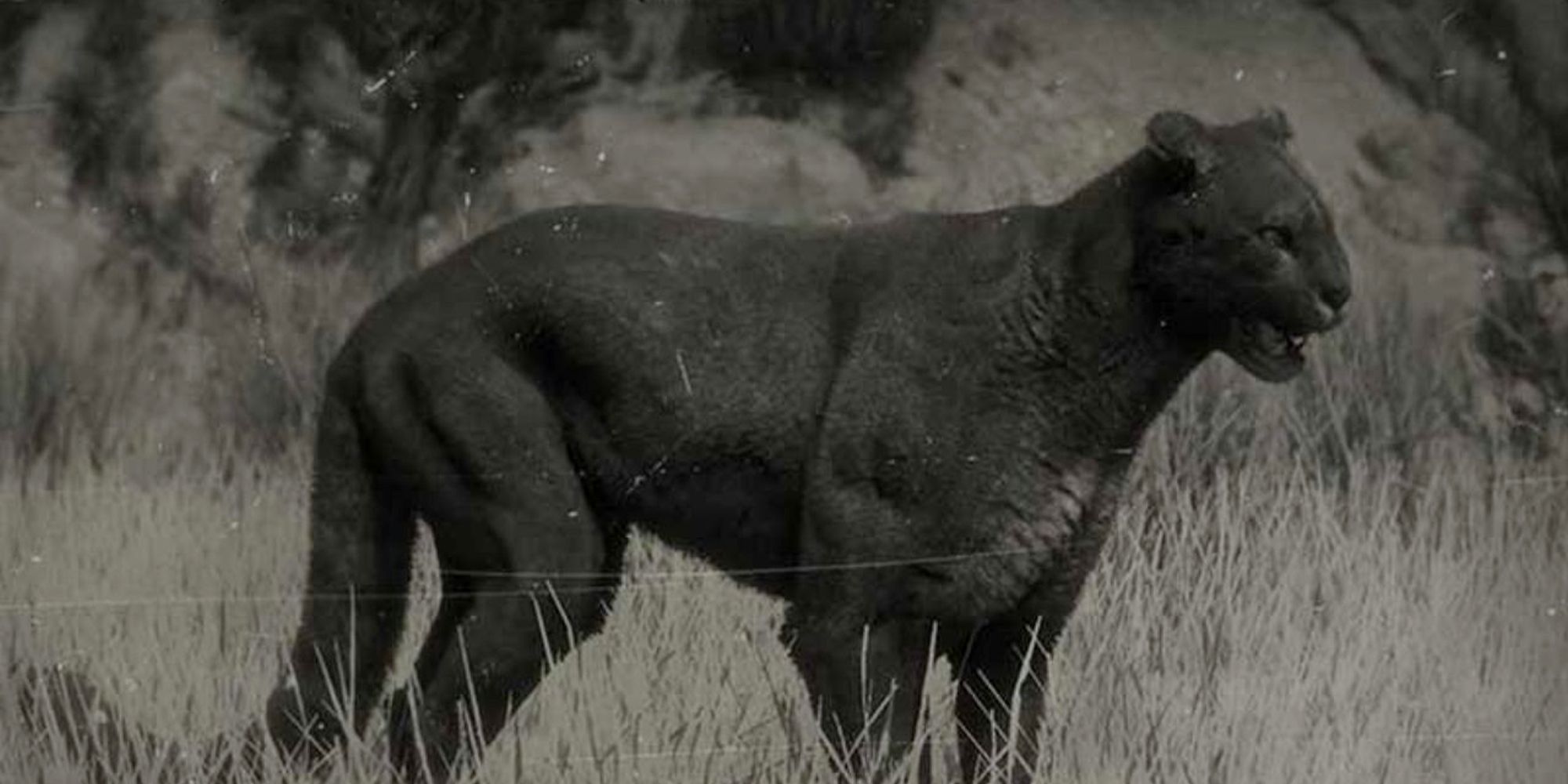 Where to Find The Legendary Iguga Cougar Location in Red Dead Online