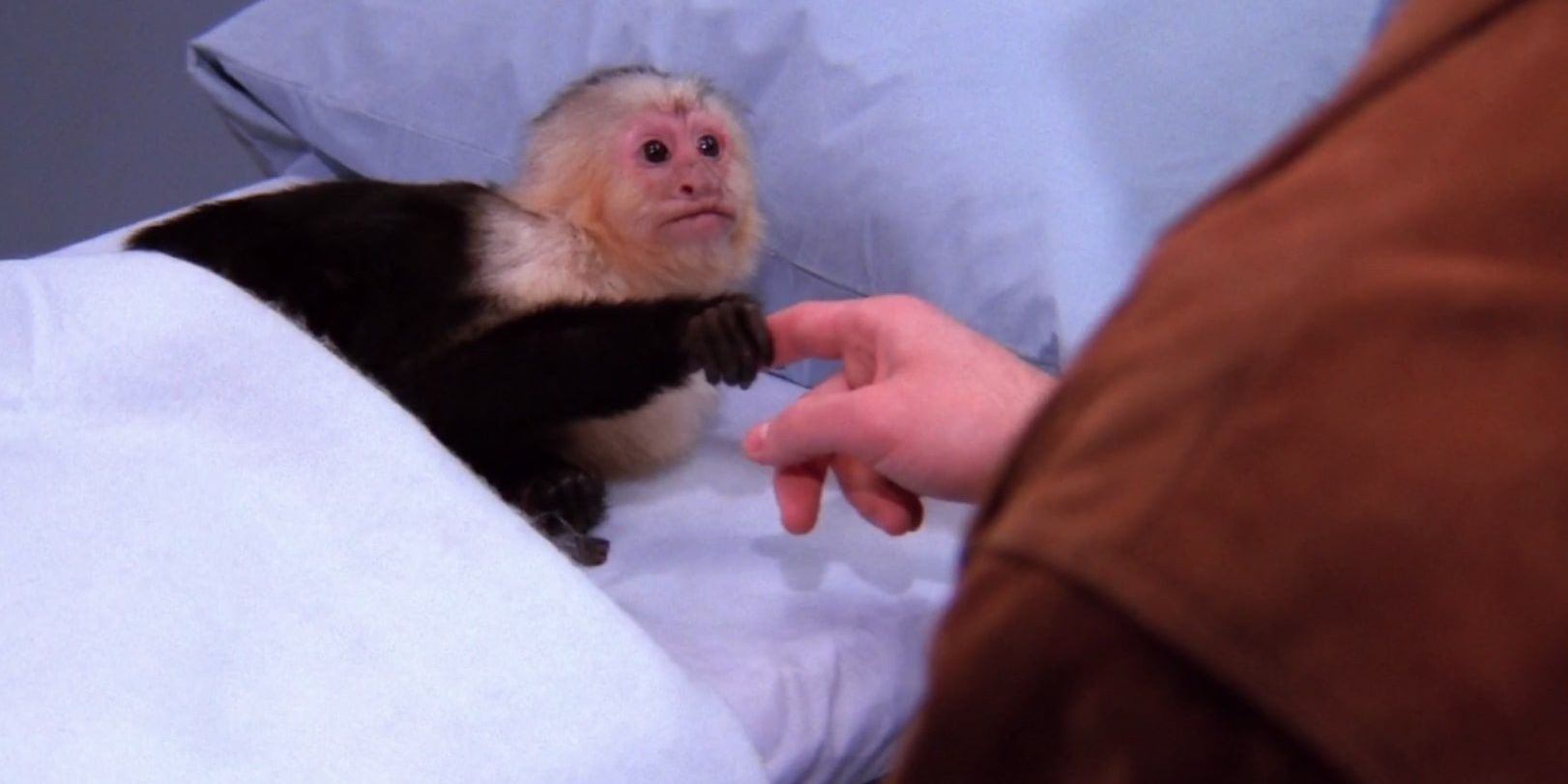Friends: Ross's Monkey Marcel's Episodes Ranked, According To IMDB