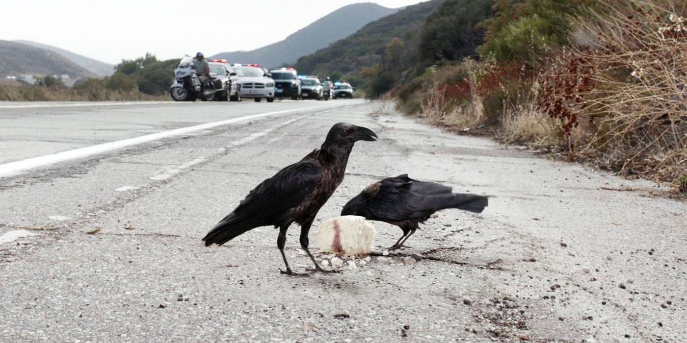 Sons of Anarchy: What The Crows Really Mean