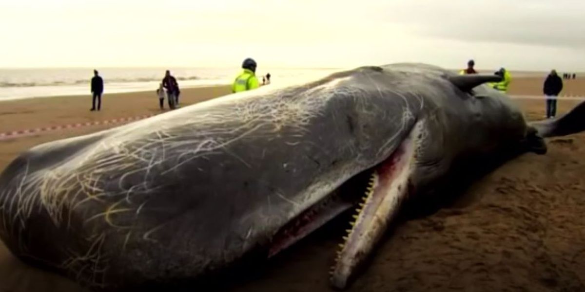 10 Most Important Messages In Seaspiracy