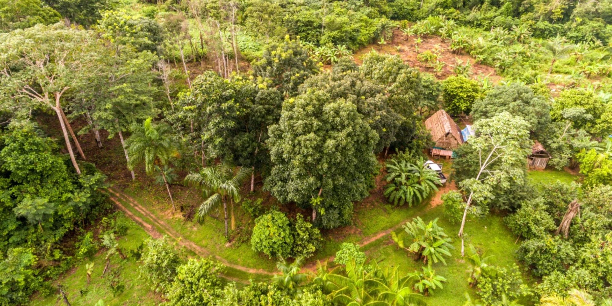 Amazon (The Company) Wants To Save Amazon (The Rainforest)