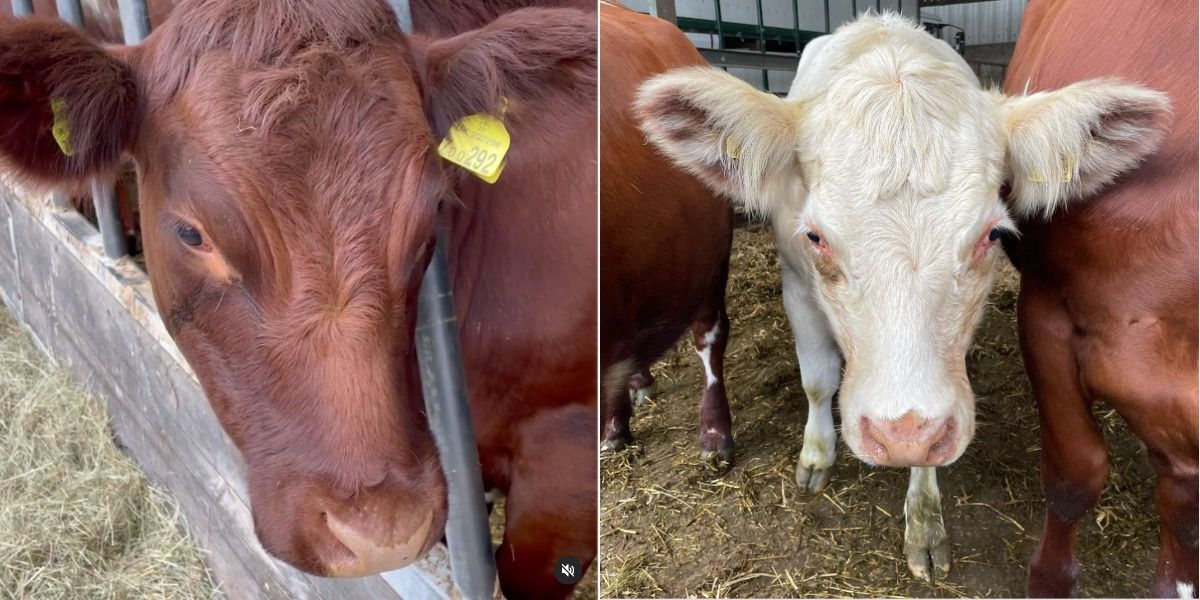 10 Things Fans Hope To See In Clarkson's Farm Season 2