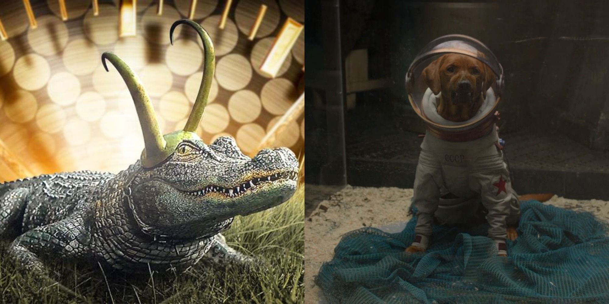 The 10 Best Animal Sidekicks In The MCU, Ranked