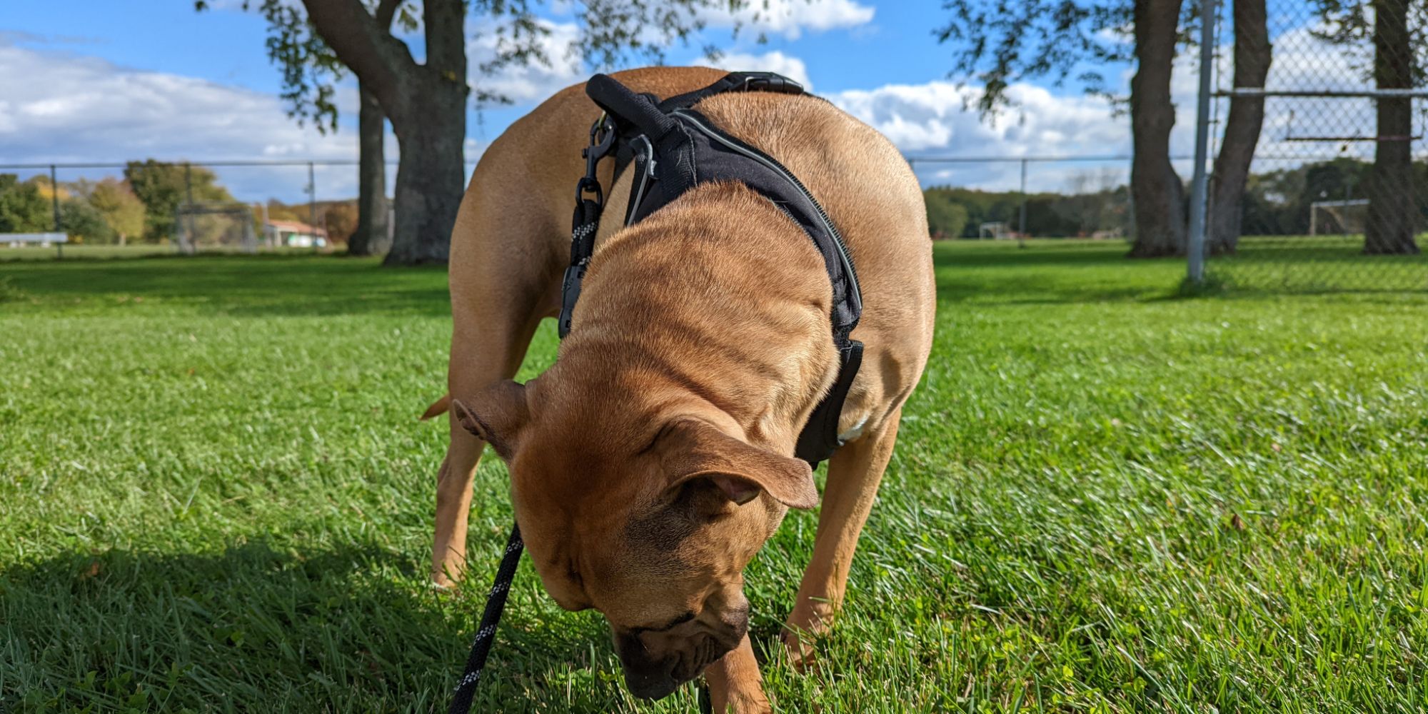 Google Pixel 6 Pro Review: The Best Pixel There's Ever Been