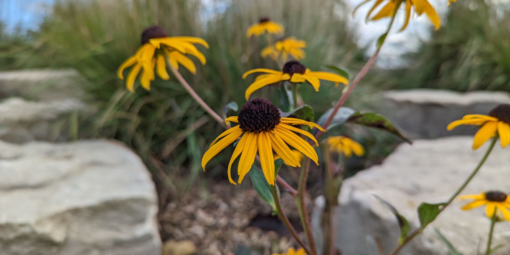 Google Pixel 6 Pro Review: The Best Pixel There's Ever Been