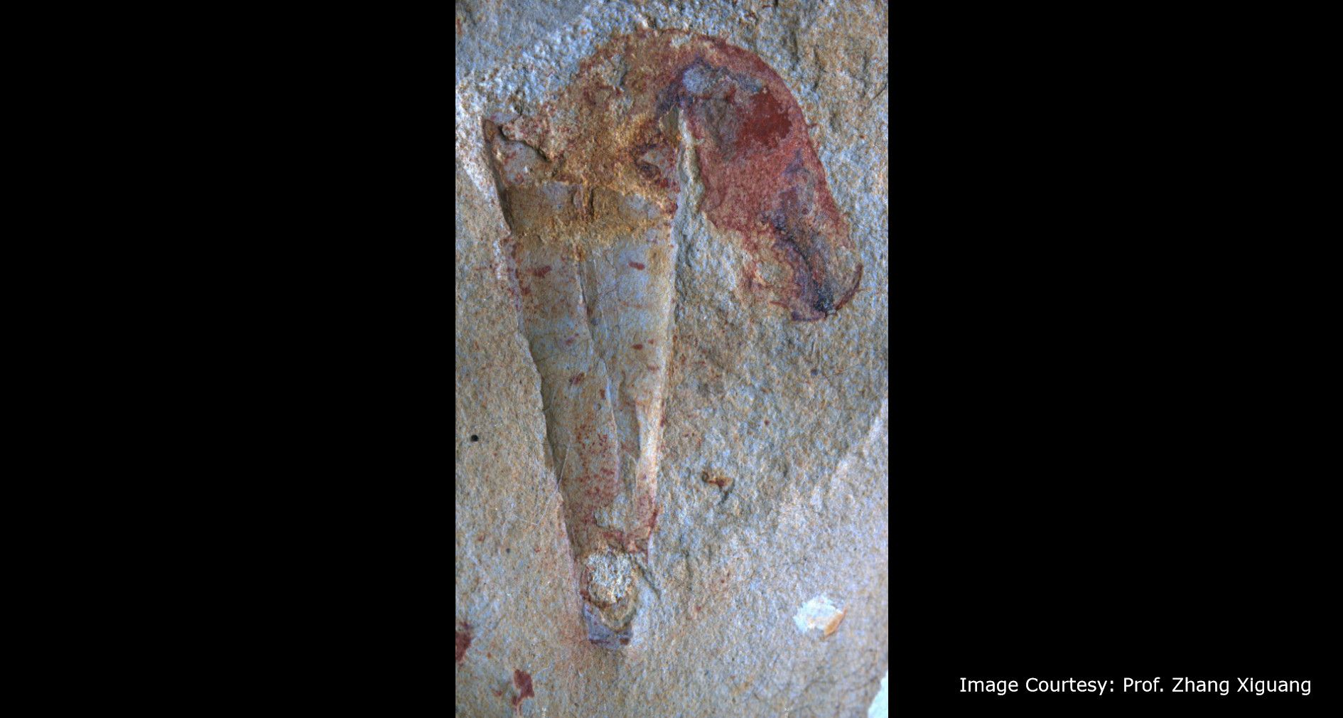 Aggressive 'Penis Worms' Once Hunted On The Ocean Floor