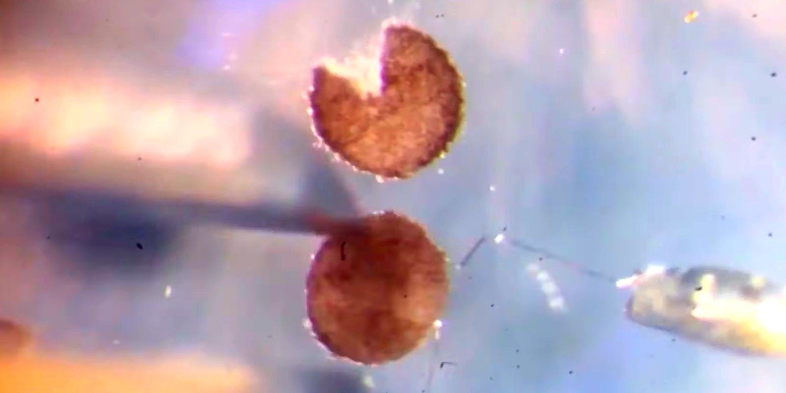 Scientists Create Self Replicating Biological Robots Using An Ai