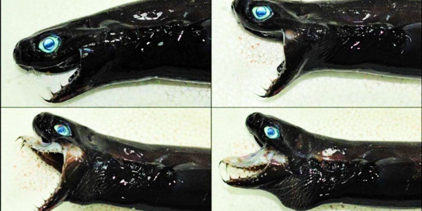 Xenomorphs Real Meet Phronima, The Barrel Riding Parasite That