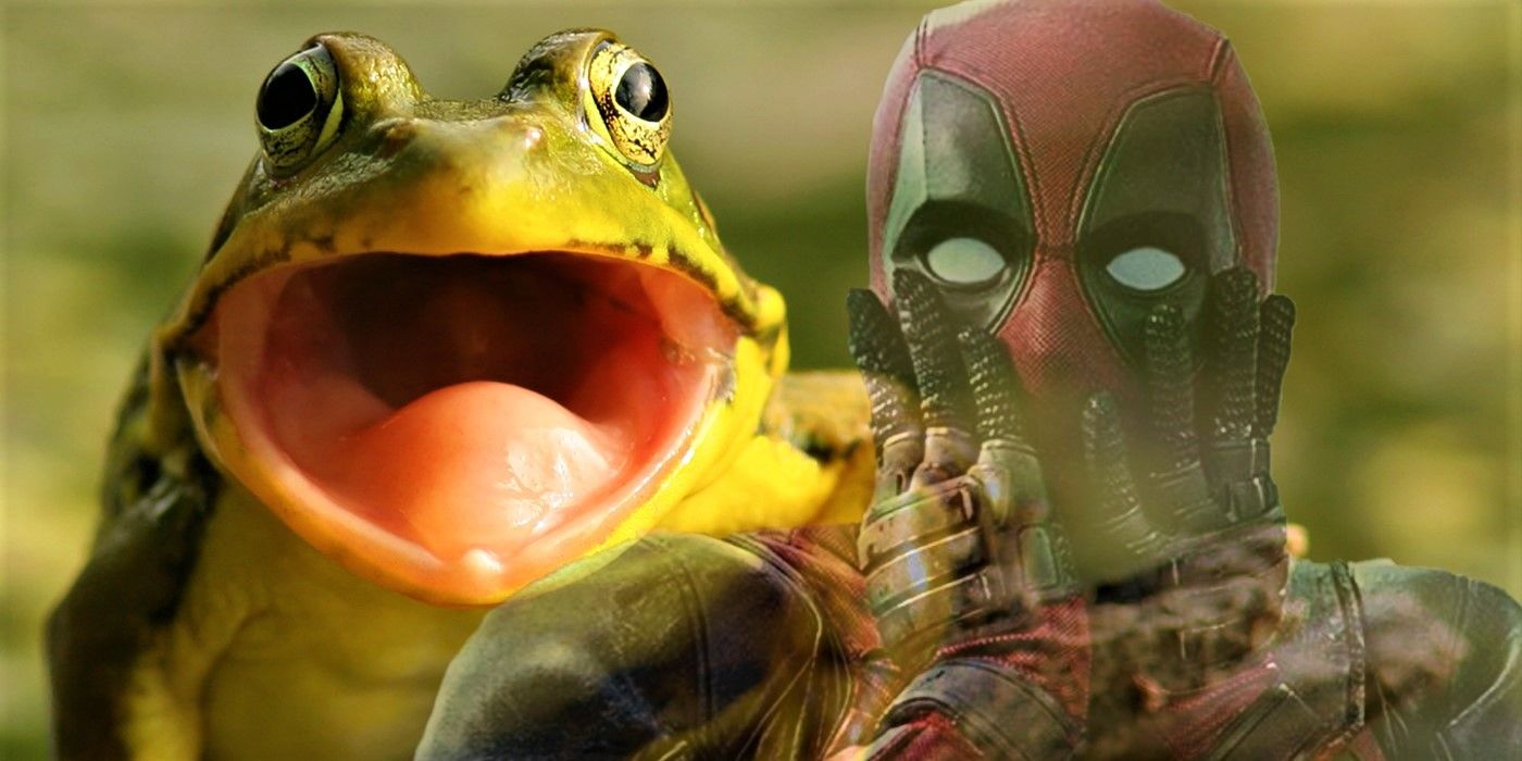 Scientists Helped A Frog Regrow Its Leg, And Humans Might Be Next