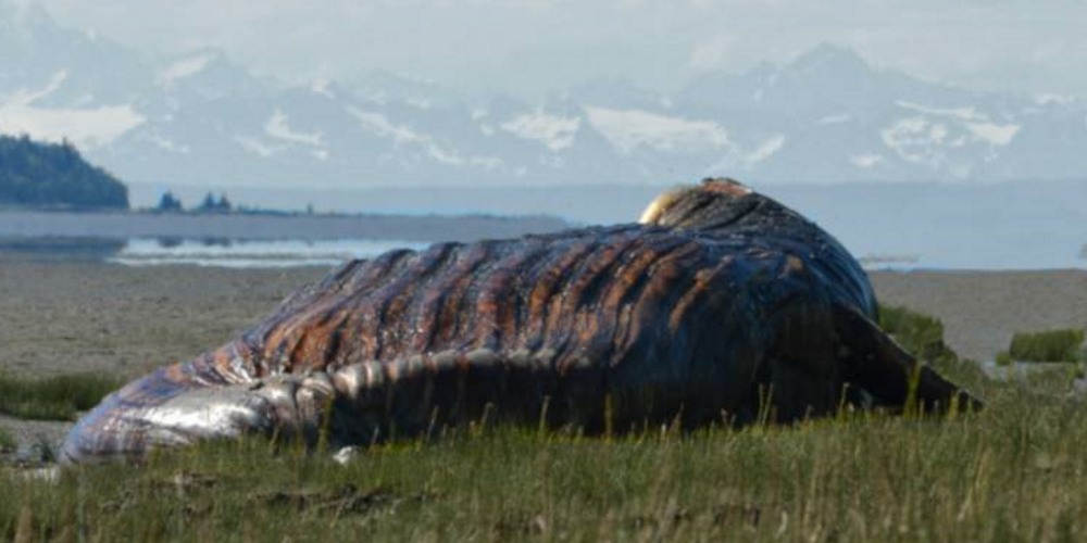 What Is The SCP Foundation? 15 Best Pieces Every New Fan Should Read