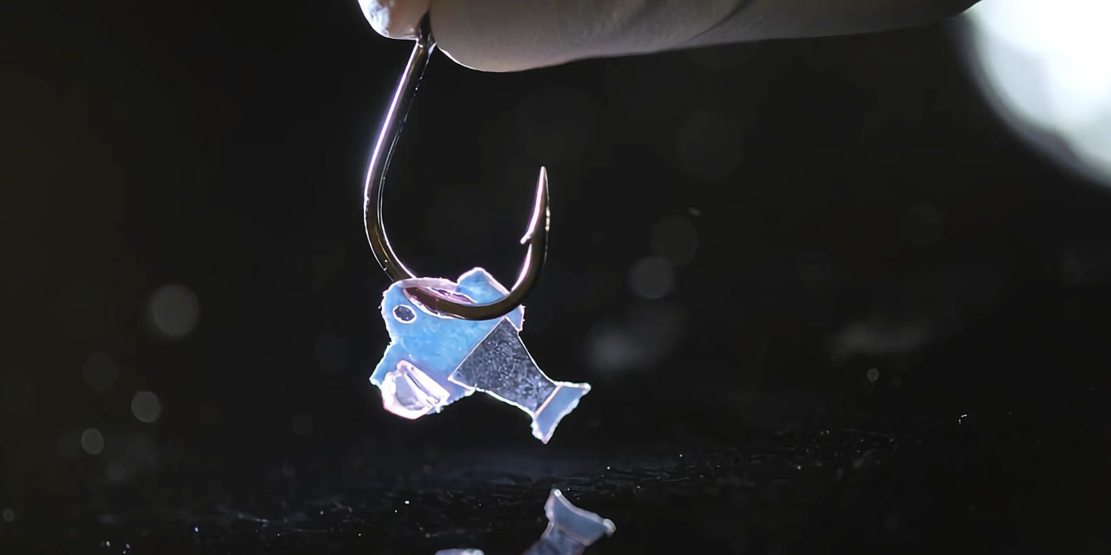 Watch A Cyborg Fish Powered By Human Heart Cells Swim