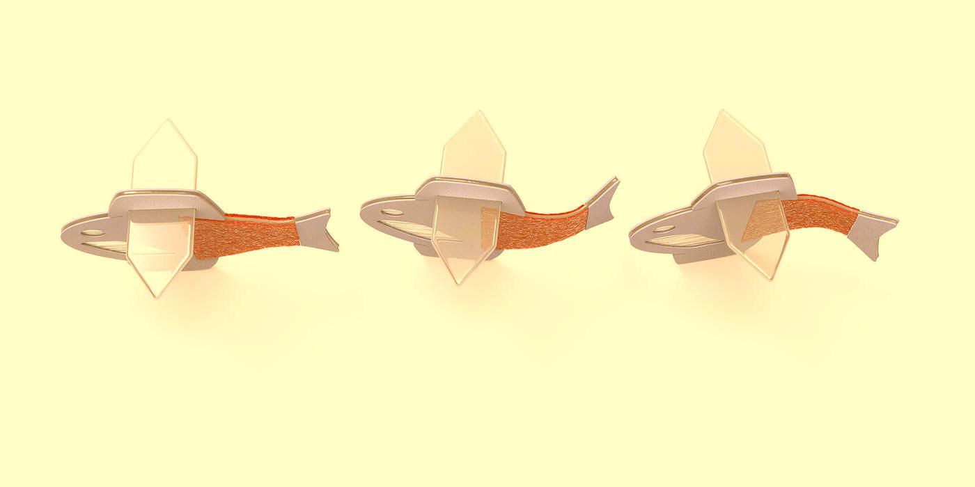 Watch A Cyborg Fish Powered By Human Heart Cells Swim