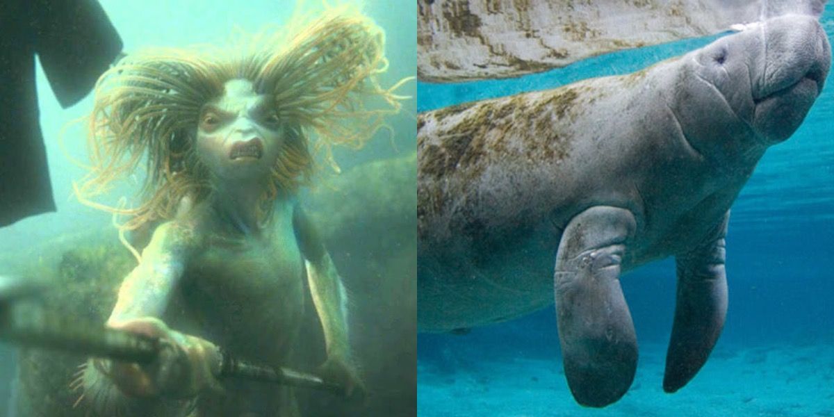 10 Groundbreaking Facts From Fantastic Beasts: A Natural History