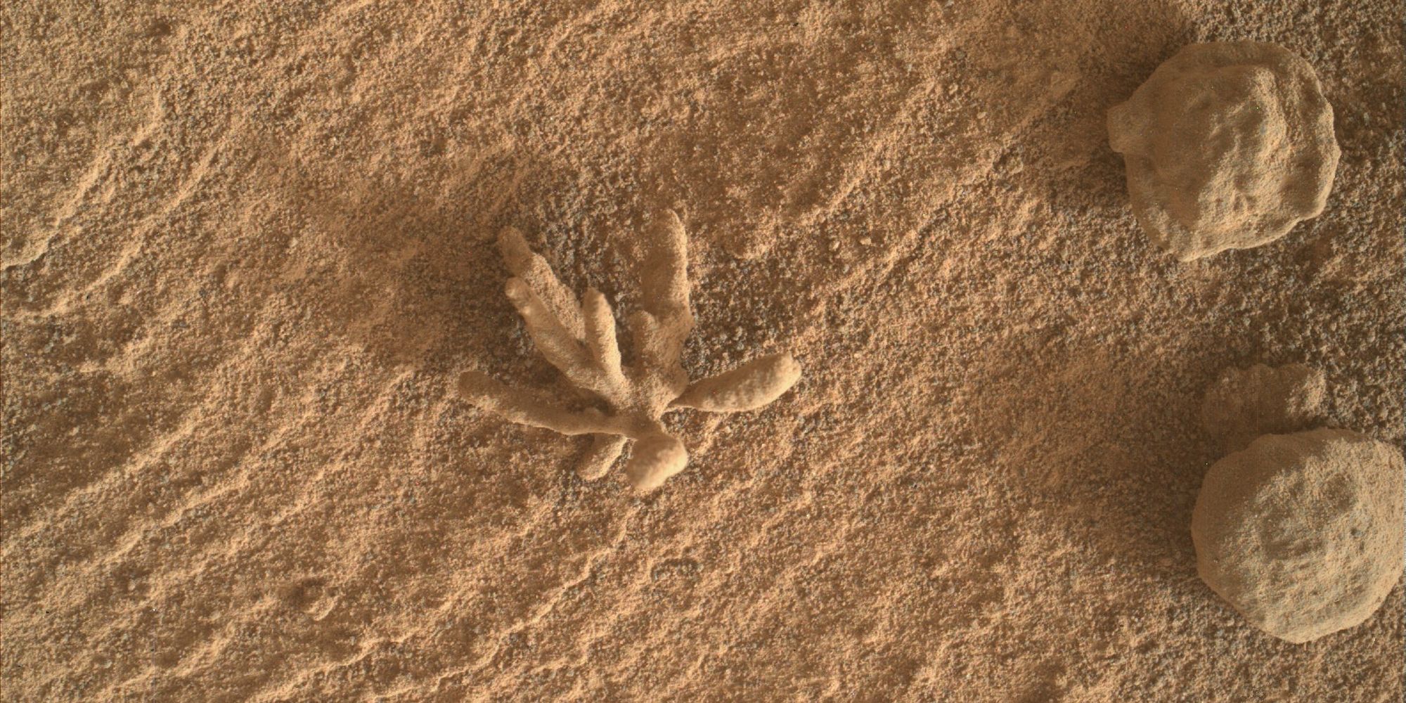 This NASA Photo Of A Mars 'Flower' Is Absolutely Beautiful